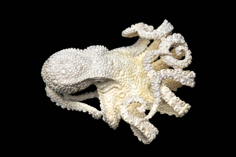 Octopus Moose Antler Carving at 1stDibs