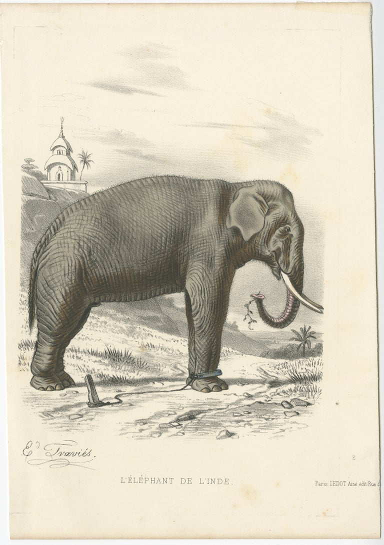 Old Antique Hand-Colored Print of an Indian Elephant, ca.1860 For Sale ...