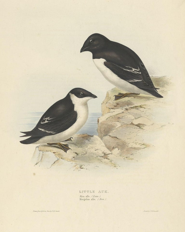 Old Bird Print Depicting the Little Auk by Gould, 1832 For Sale at 1stDibs
