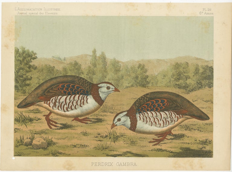 Old Bird Print of a Barbary Partridge For Sale at 1stDibs