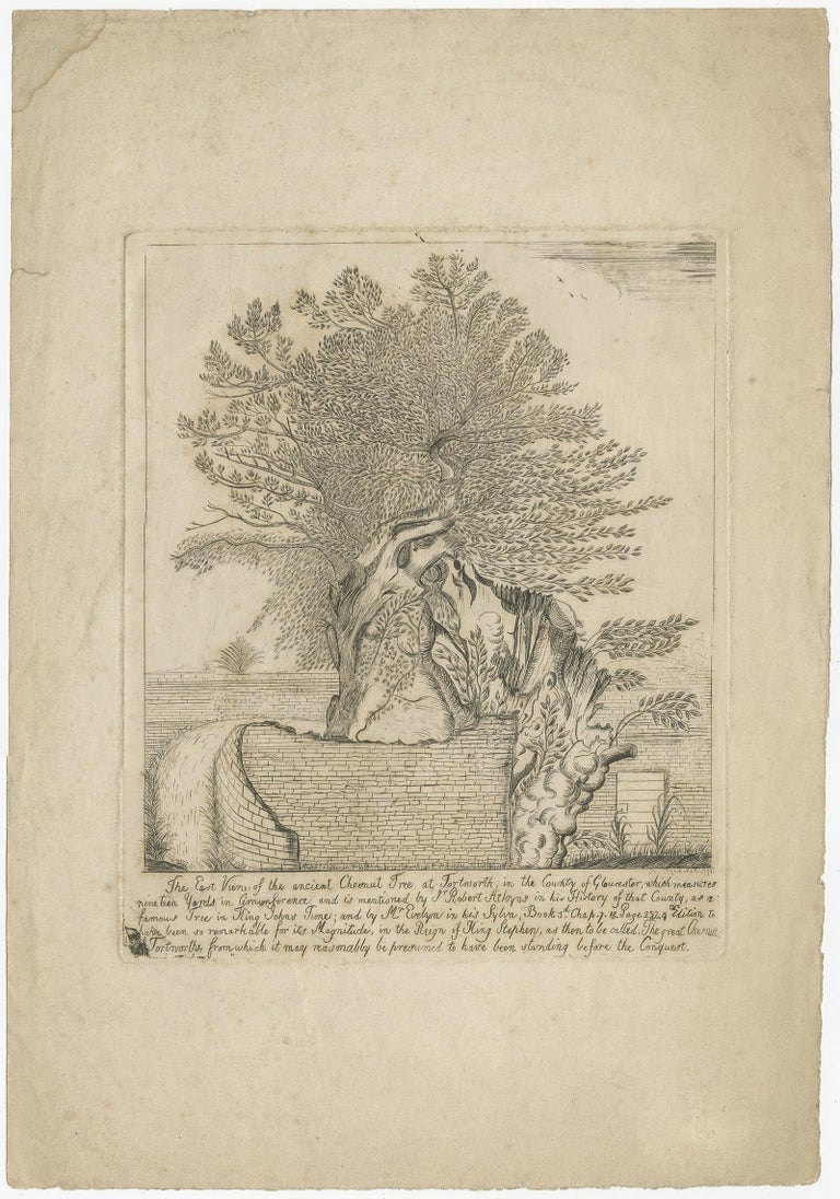 Old Etching of The 'Great' Chestnut Tree at Tortworth, Gloucester ...