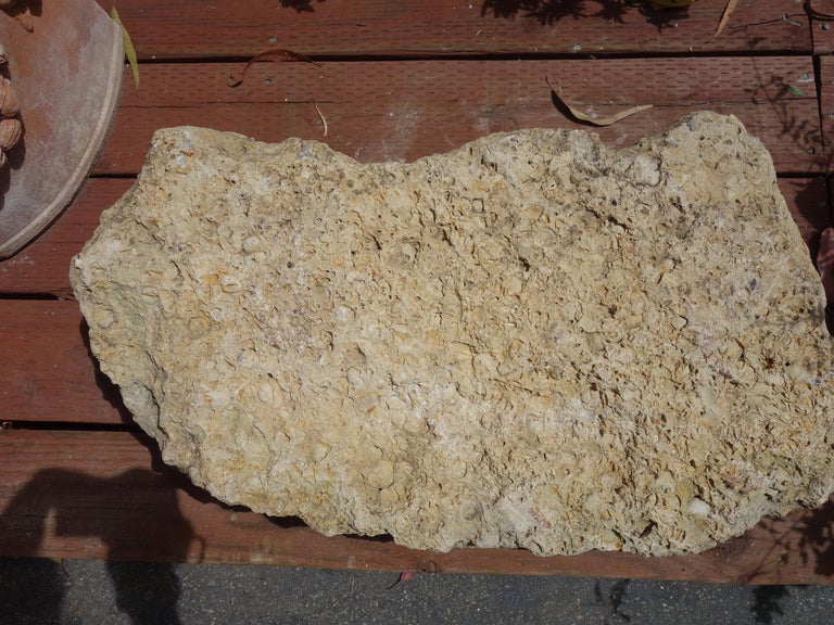 Old Italian Primitive Fossil Stone Trough Hand Carved from Ancient ...