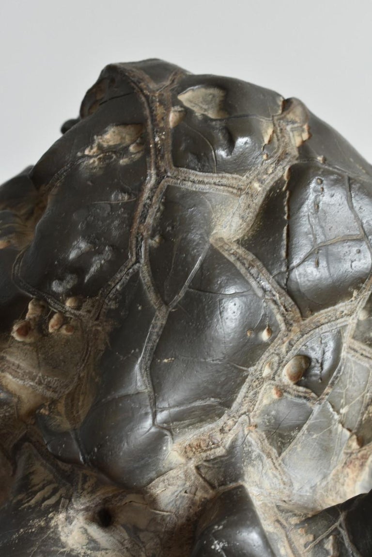 Old Japanese Scholar's Stone/Tortoise Shell Type Stone/Appreciation ...