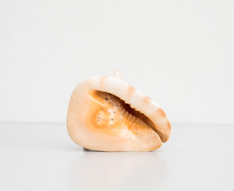 Old Large Conch or Queen Helmet Shell, 1970 For Sale at 1stDibs