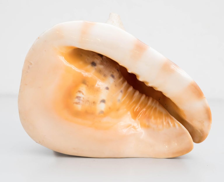 Old Large Conch or Queen Helmet Shell, 1970 For Sale at 1stDibs