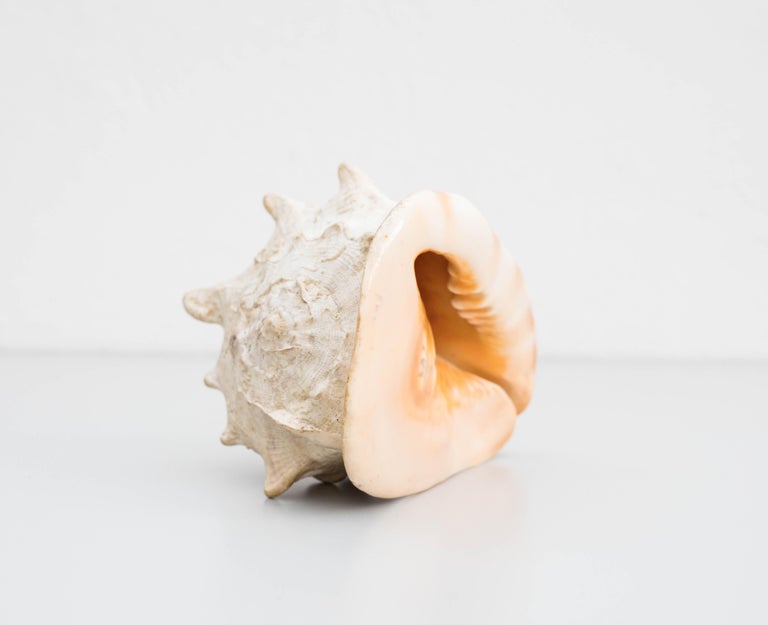 Old Large Conch or Queen Helmet Shell, 1970 For Sale at 1stDibs