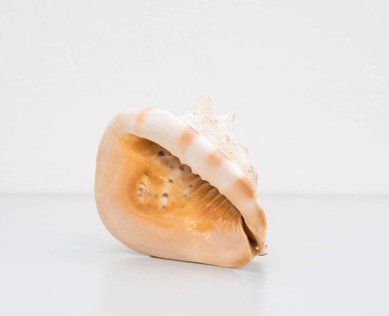 Old Large Conch or Queen Helmet Shell, 1970 For Sale at 1stDibs