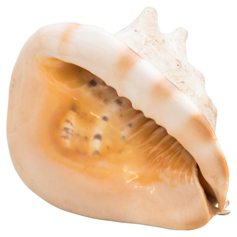 Old Large Conch or Queen Helmet Shell, 1970 For Sale at 1stDibs