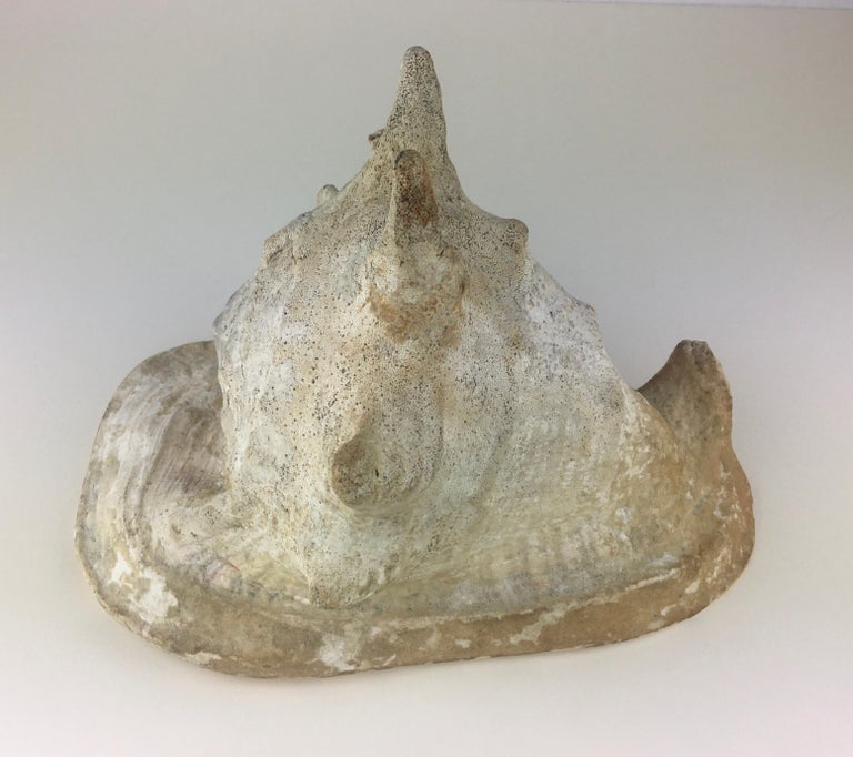 Old Large Conch or Queen Helmet Shell at 1stDibs | queen helmet conch ...