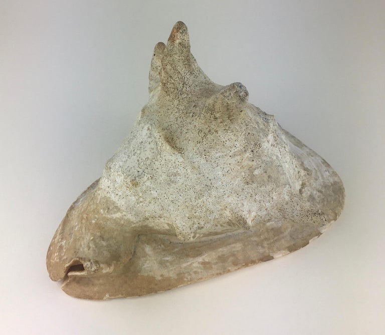 Old Large Conch or Queen Helmet Shell at 1stDibs | queen helmet conch ...