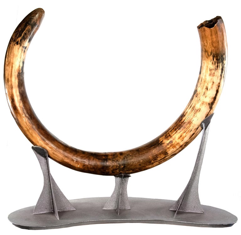 Old Mammoth Tusk at 1stDibs