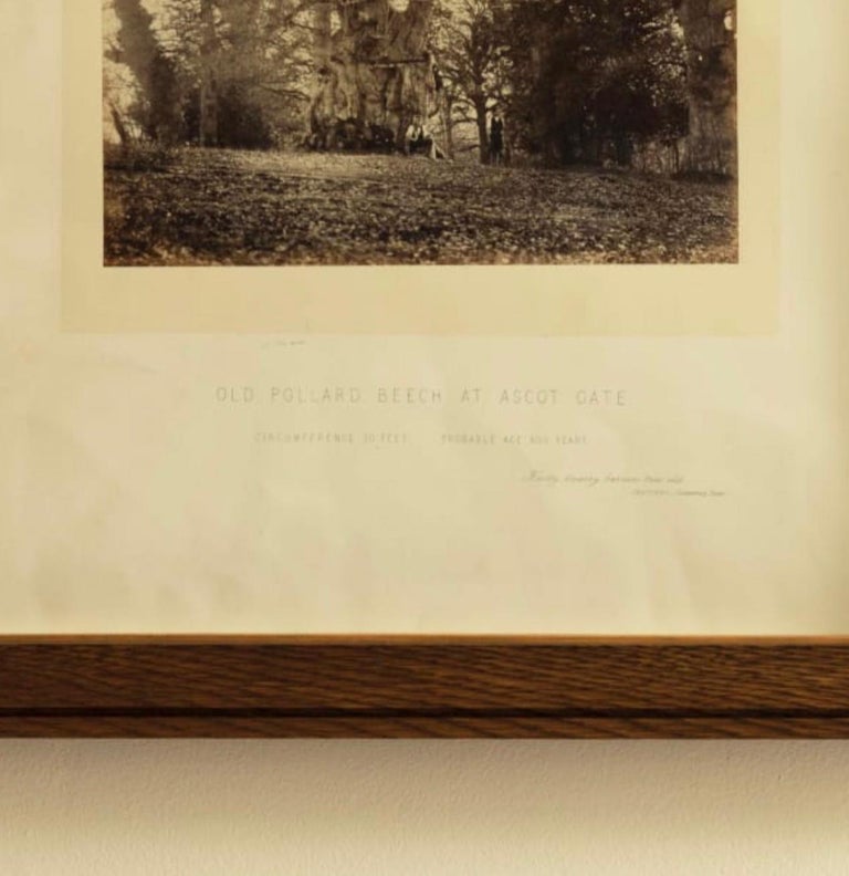 Old Pollard Beech at Ascot Gate Print Inscribed For Sale at 1stDibs