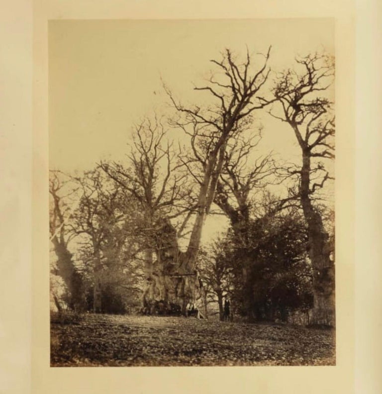 Old Pollard Beech at Ascot Gate Print Inscribed For Sale at 1stDibs