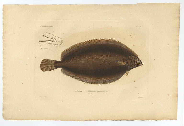 Old Rare Fish Print of the Witch Flounder or Torbay Sole, 1842 For Sale ...