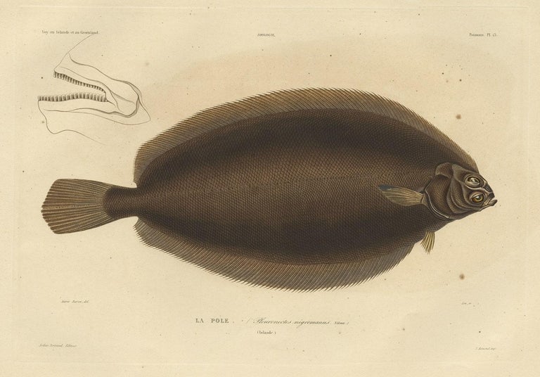 Old Rare Fish Print of the Witch Flounder or Torbay Sole, 1842 For Sale ...