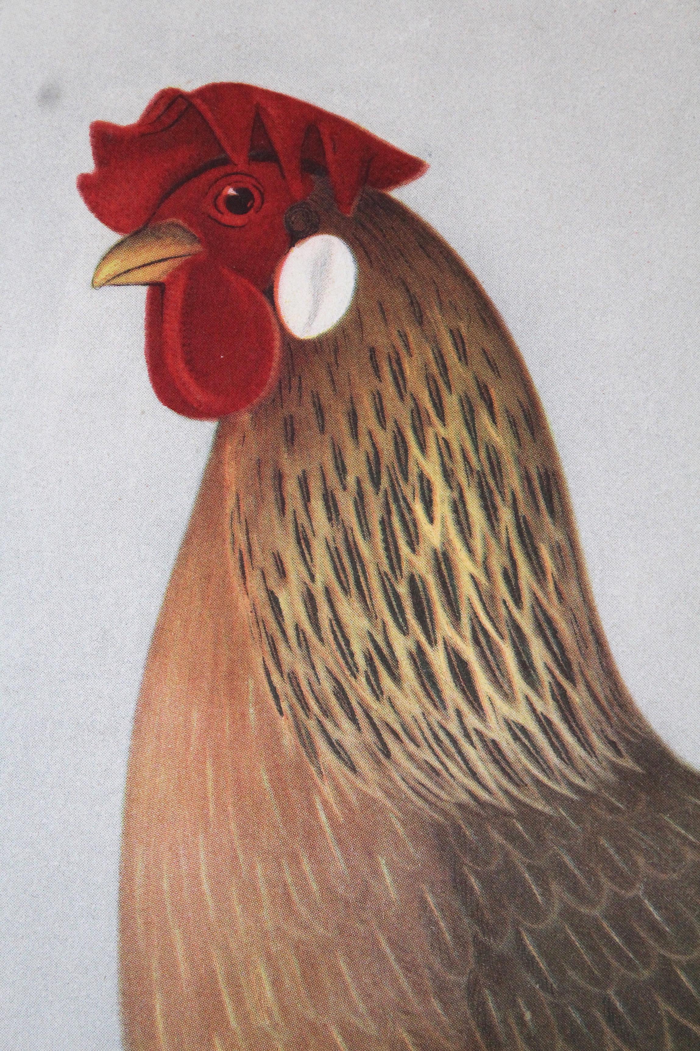 Old School Chart, Animal Species, Hens and Roosters, 1960s at 1stDibs