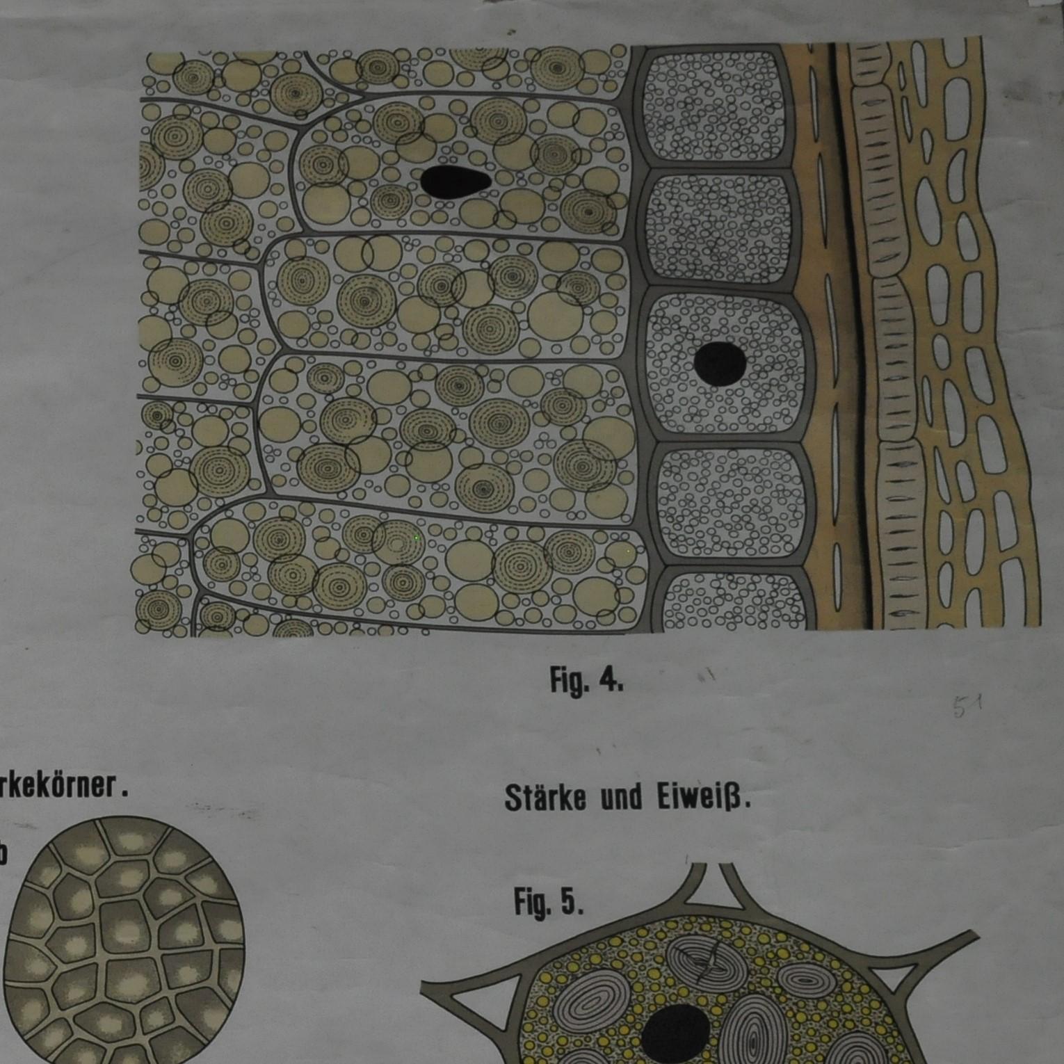 Old Mural Teaching Chart Components of a Cell Cell Products Science ...