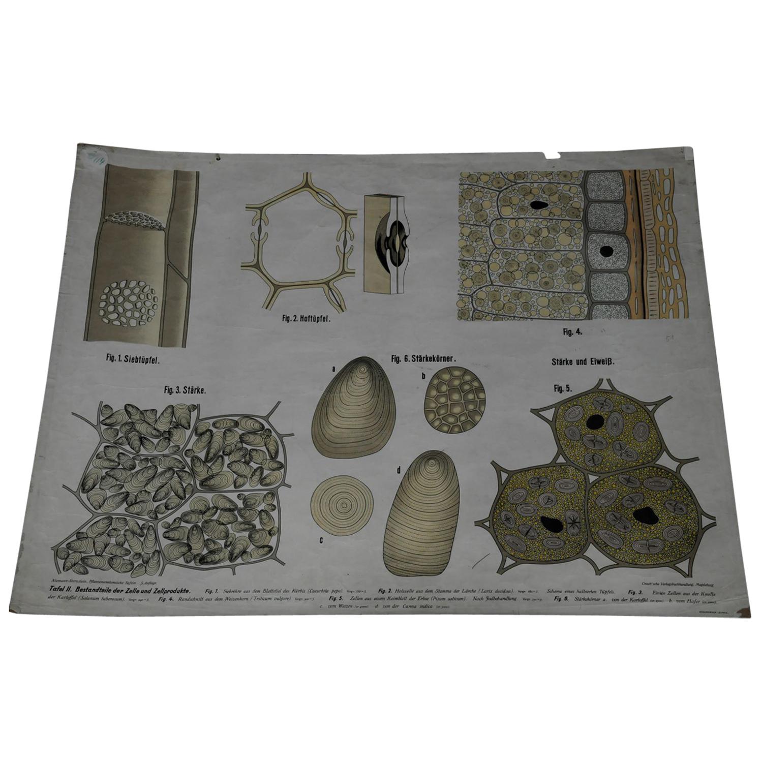 Old Teaching Chart Components of a Cell Cell Products Science Poster ...