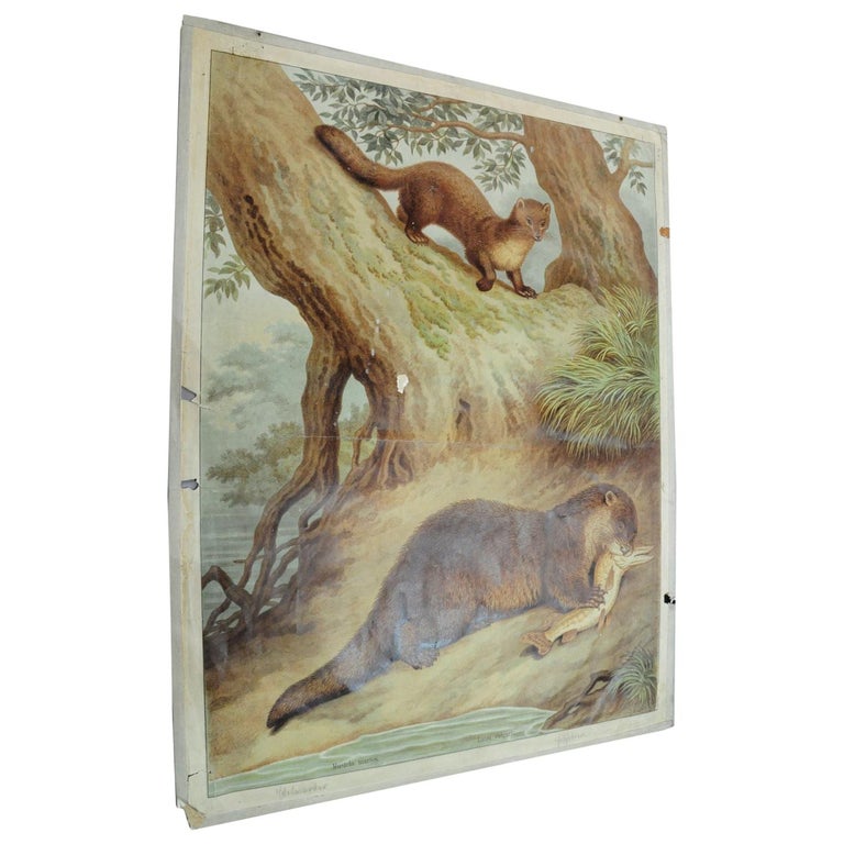 Old Vintage Wall Chart Weasel Otter Country Style Poster Print For Sale ...
