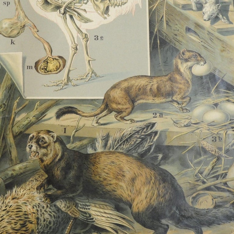 Old Wall Chart Print Chicken Farm Animal Polecat Weasel Enemies at 1stDibs
