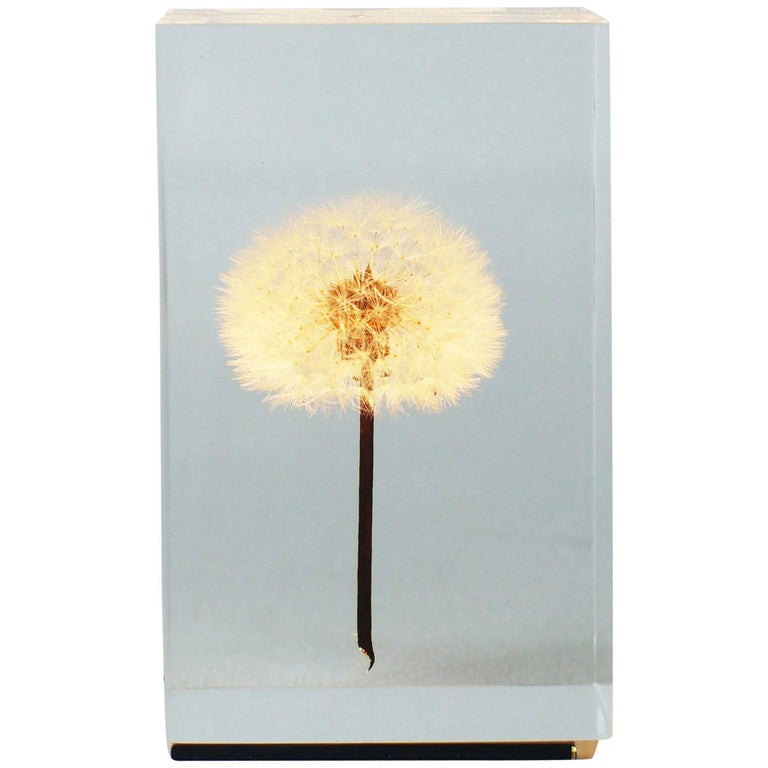 Oled Tampopo Acrylic Dandelion Object Light Takao Inoue at 1stDibs
