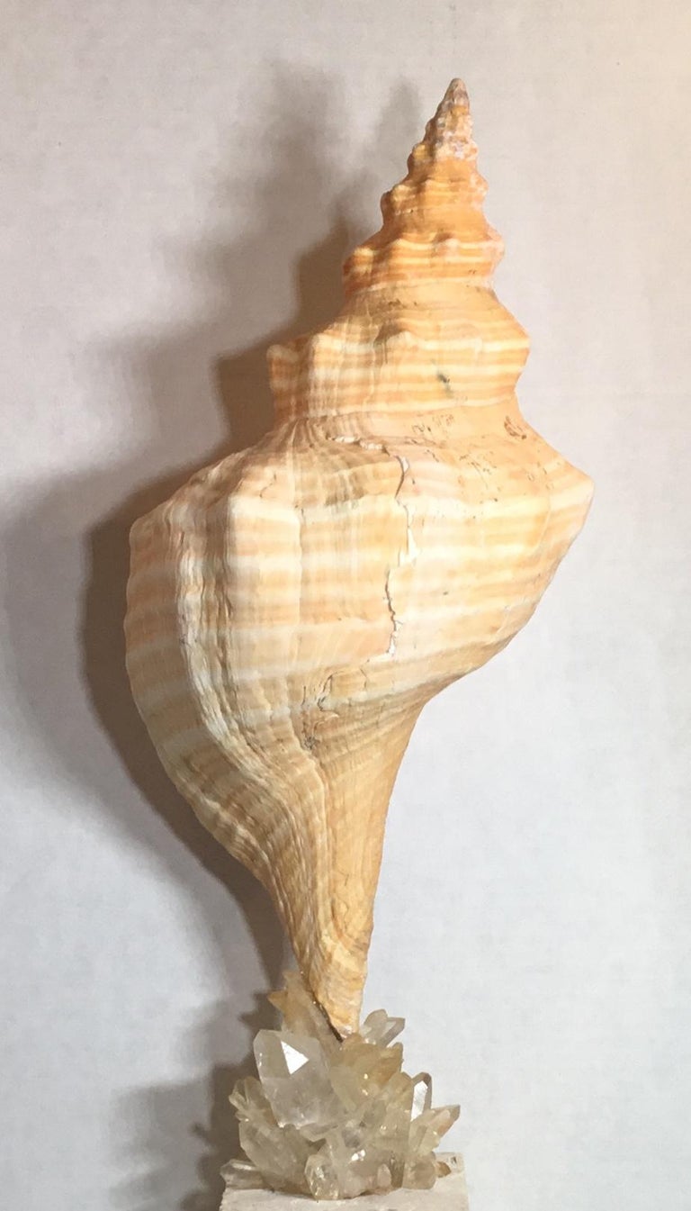One of a Kind Sea Shell and Crystal Quartz For Sale at 1stDibs