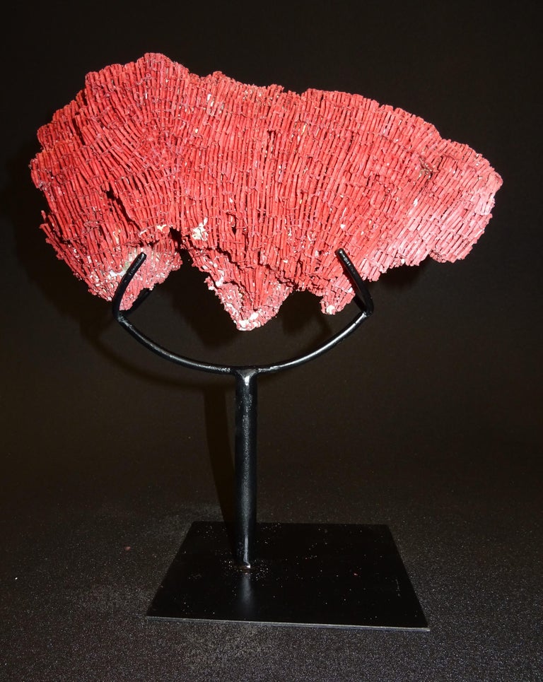 Organ Pipe Coral ,"Tubipora musica", from the Pacific Ocean, on an Iron ...
