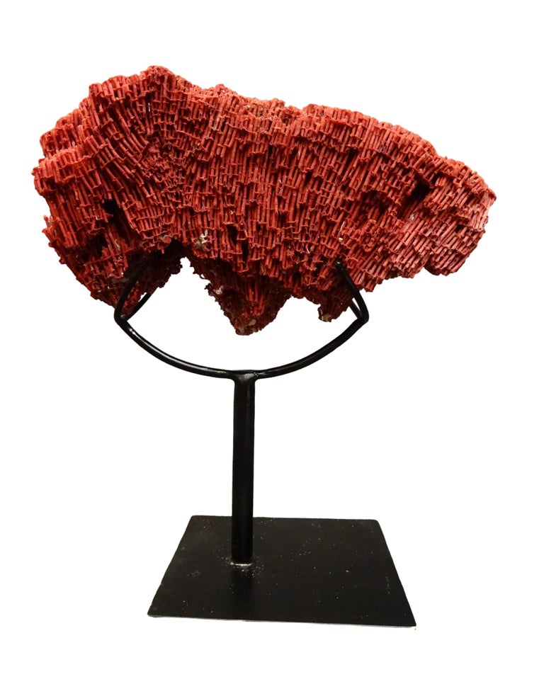 Organ Pipe Coral ,"Tubipora musica", from the Pacific Ocean, on an Iron ...