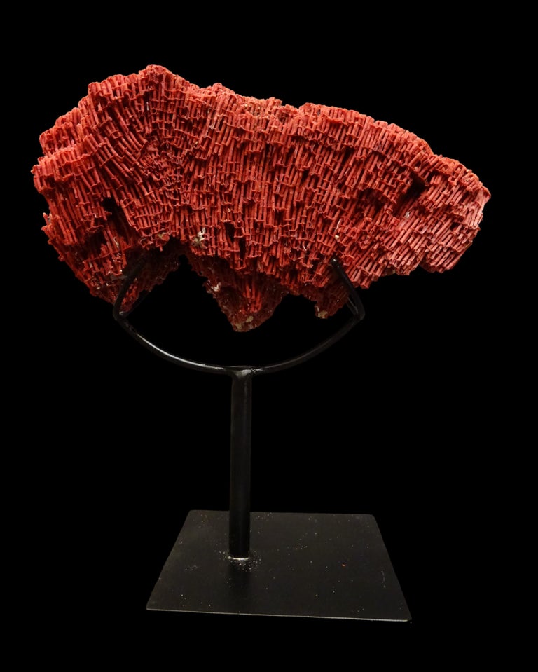 Organ Pipe Coral ,"Tubipora musica", from the Pacific Ocean, on an Iron ...