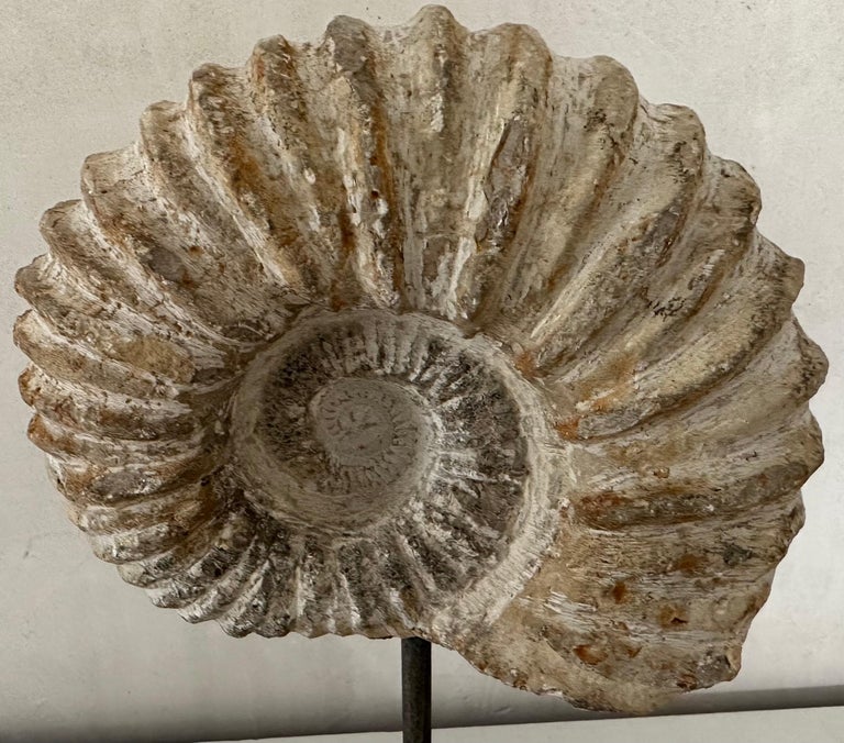 Organic Ammonite Nautilus Fossil Sculpture For Sale at 1stDibs
