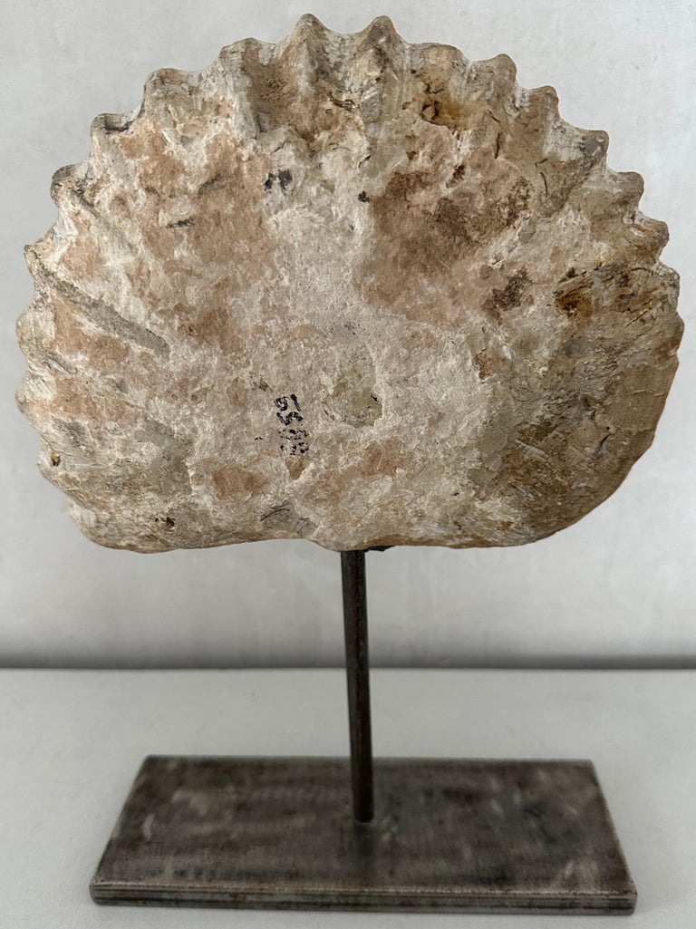 Organic Ammonite Nautilus Fossil Sculpture For Sale at 1stDibs