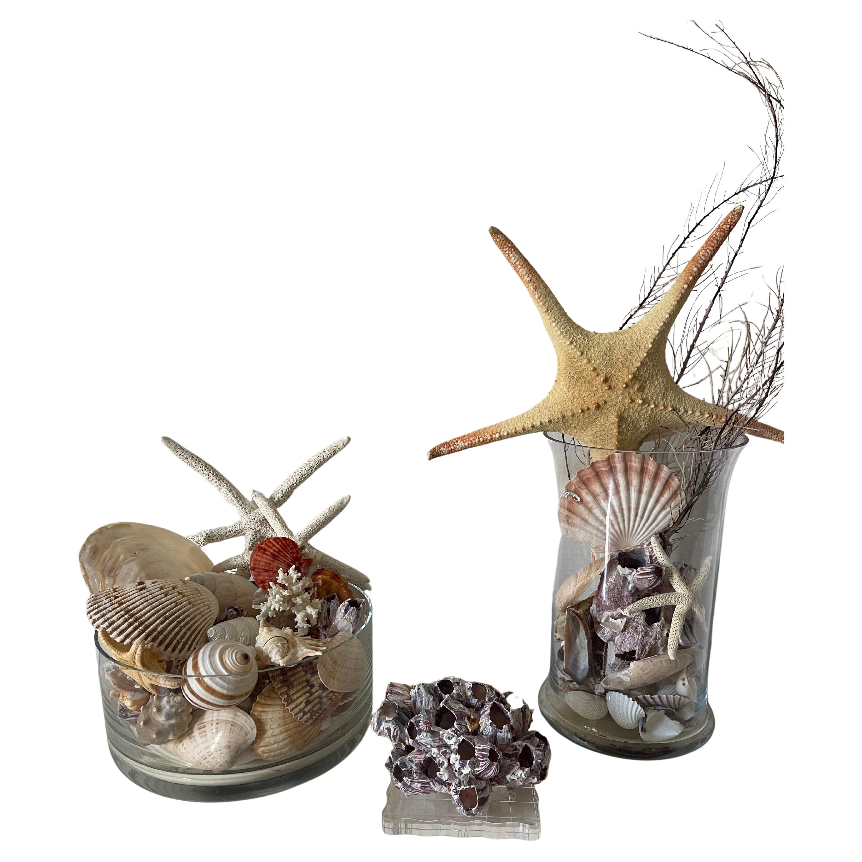 Natures Beauty Marine Specimens Sea Shells Collection Vitrine For Sale ...