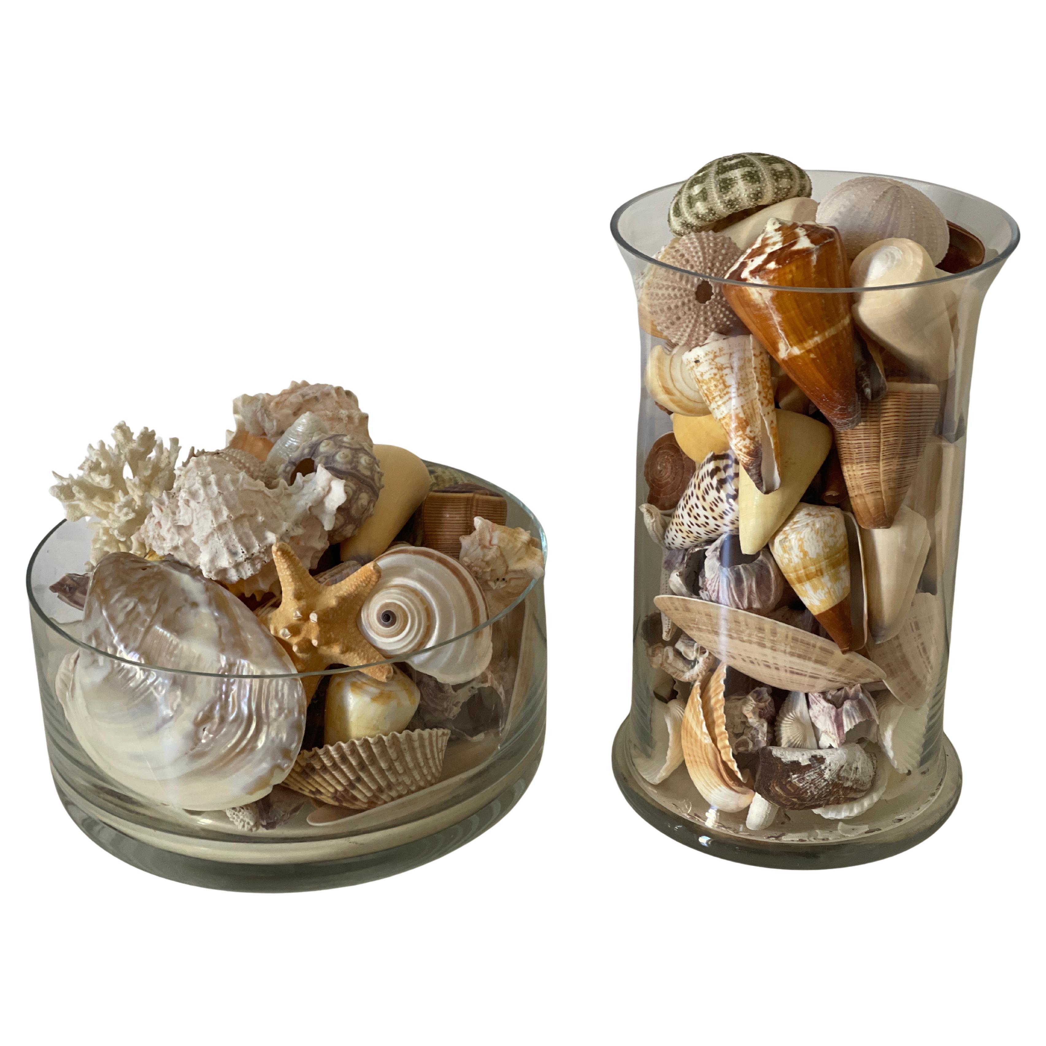 Mother-of-Pearl Seashells Sea Shells at 1stDibs | mother of pearl conch ...