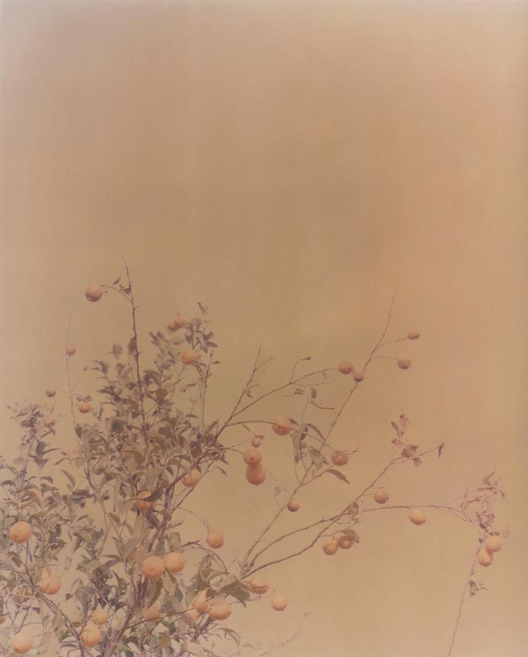 Ori Gersht - Bloom Orange For Sale at 1stDibs