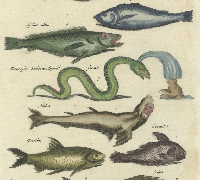 Original 17th Century Hand-Colored Print of a Roach, Sea Snake and ...