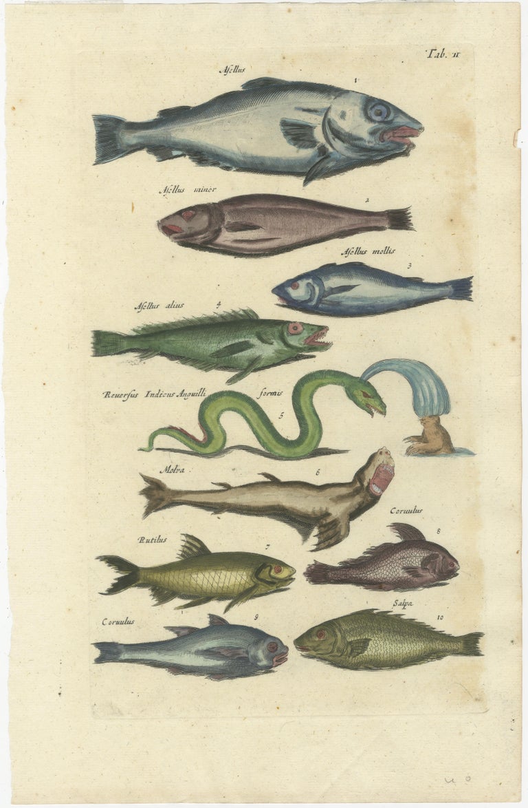 Original 17th Century Hand-Colored Print of a Roach, Sea Snake and ...