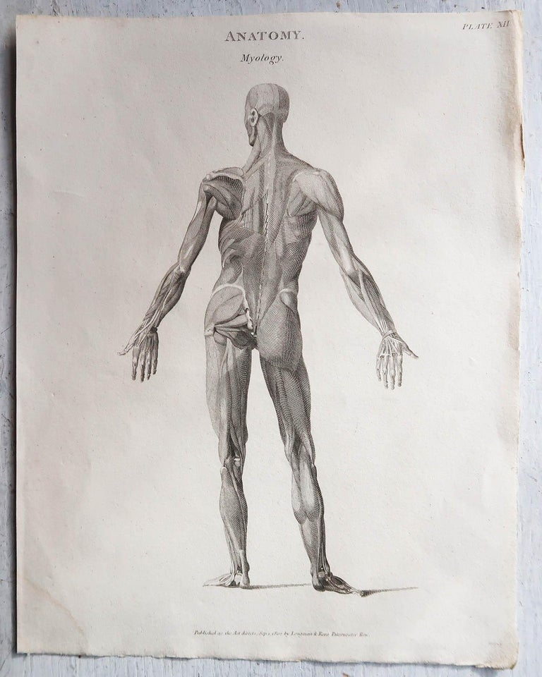 Original Antique Anatomical Print, Dated 1802 For Sale at 1stDibs
