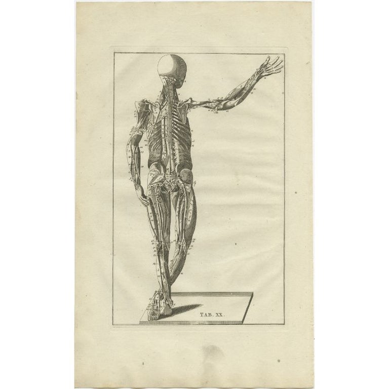 Original Antique Anatomy Engraving of the Muscular System, 1798 For ...