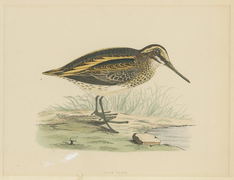 Original Antique Bird Print of a Jack Snipe For Sale at 1stDibs
