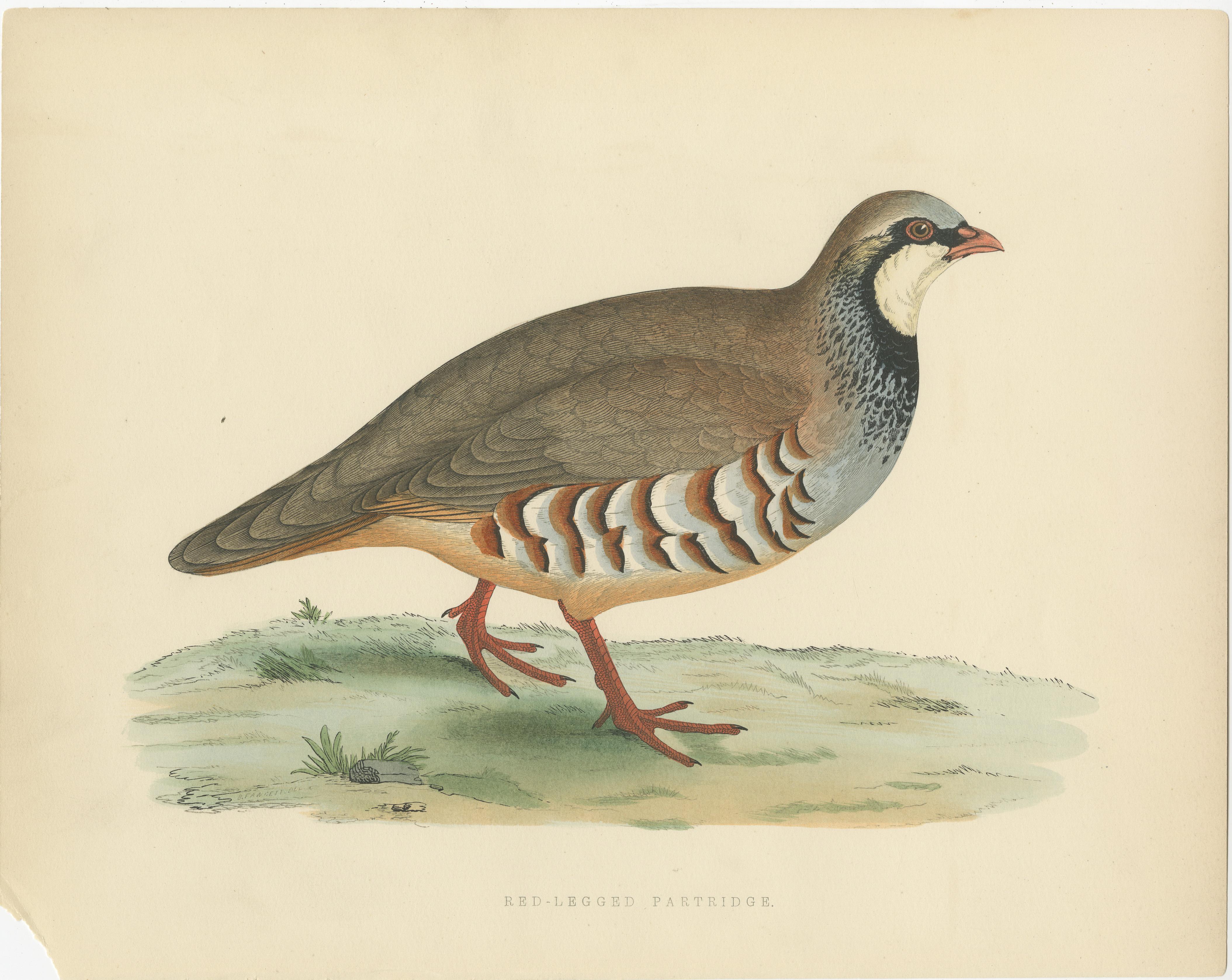 Original Antique Bird Print of a Red-Legged Partridge at 1stDibs | red ...