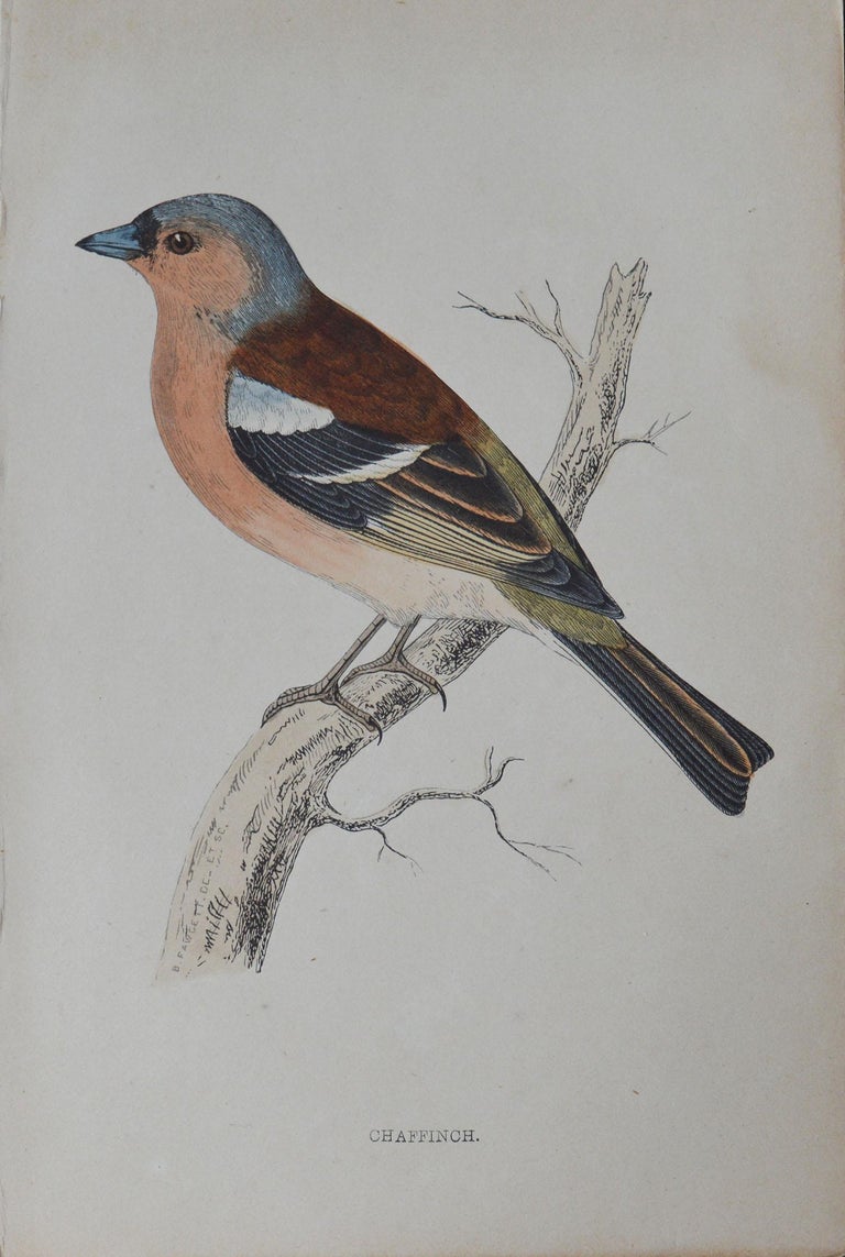 Original Antique Bird Print, The Chaffinch, circa 1850 For Sale at 1stDibs