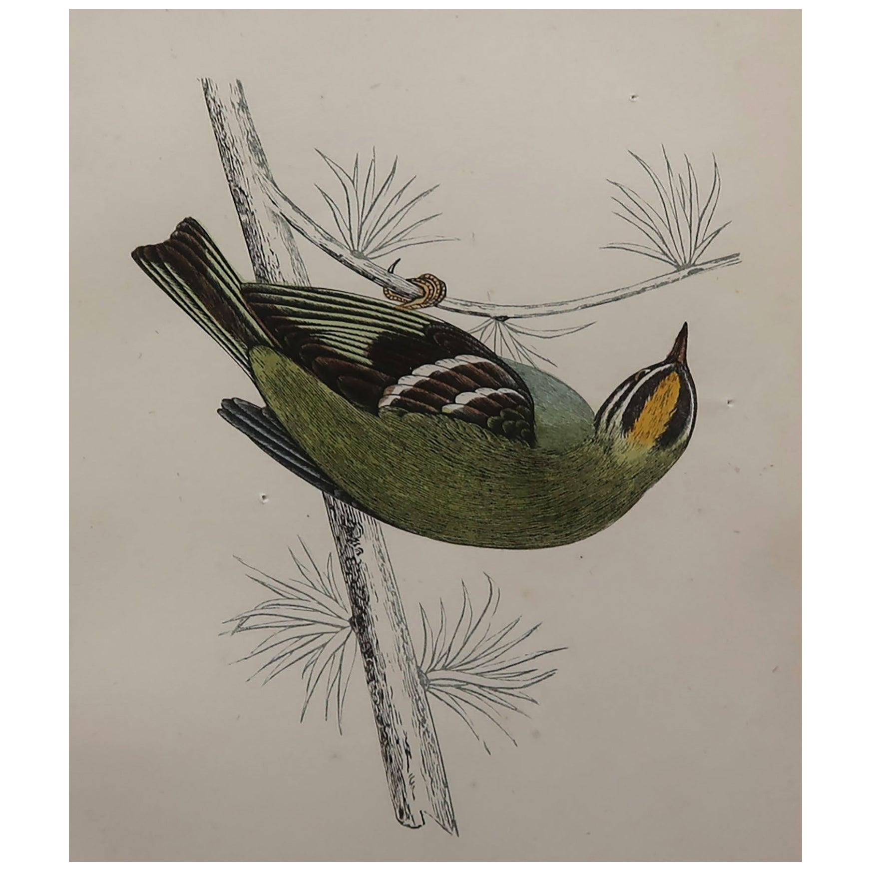 Original Antique Bird Print, the Dalmation Regulus, circa 1870 For Sale ...