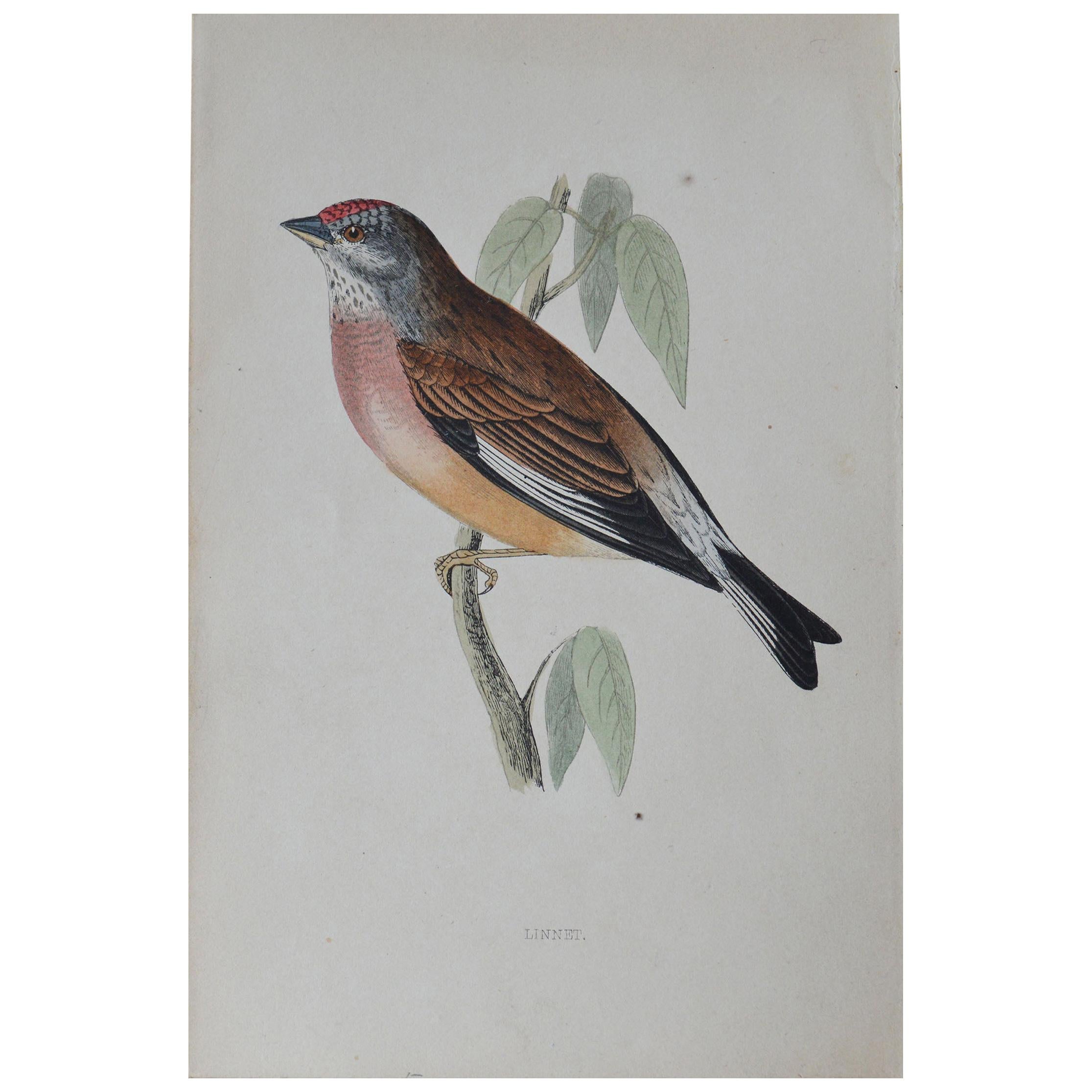 Antique Bird Print of the Goldfinch and Canary Mule Dark Mealy and ...