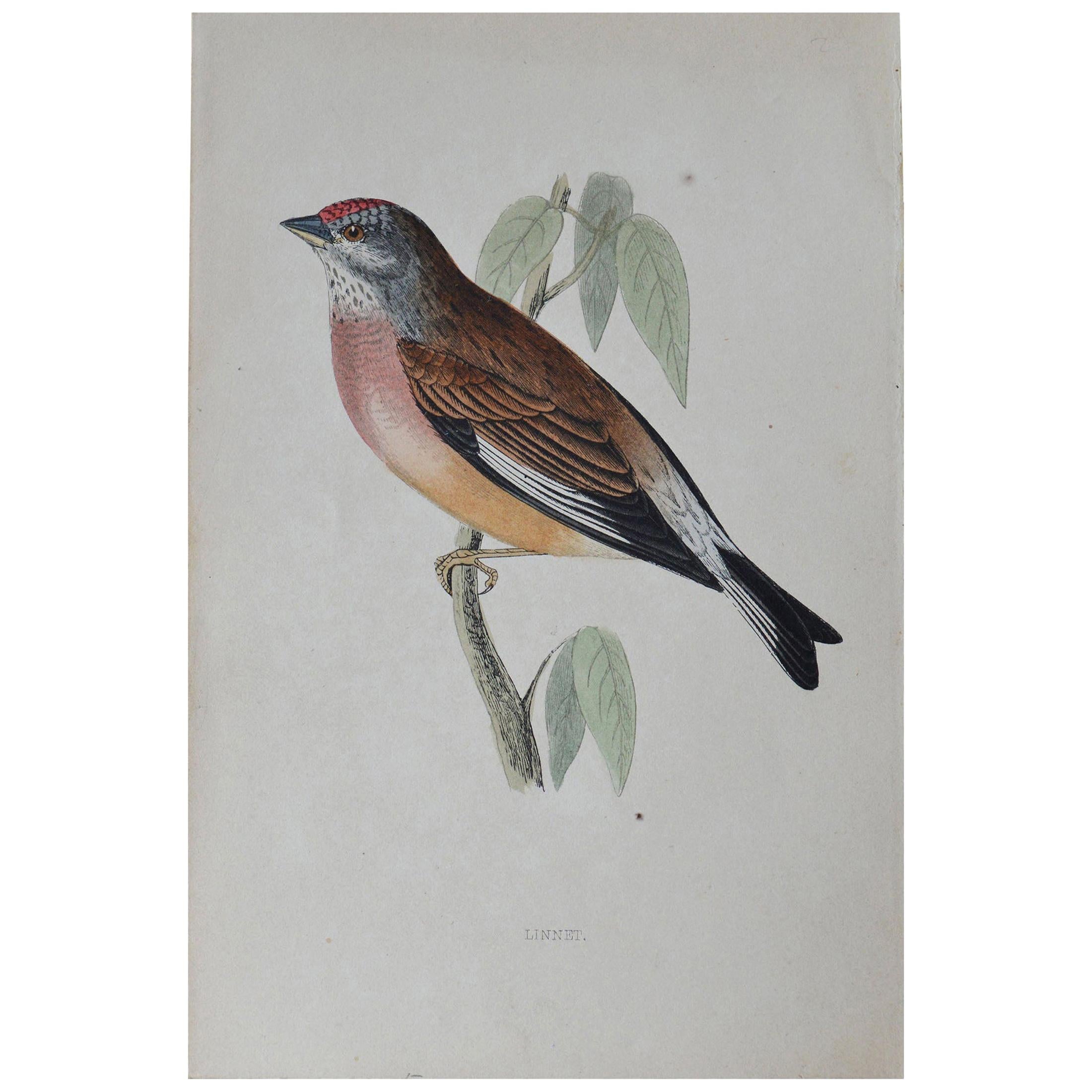 Antique Bird Print of a White Barn Owl by Sepp and Nozeman, 1809 For ...