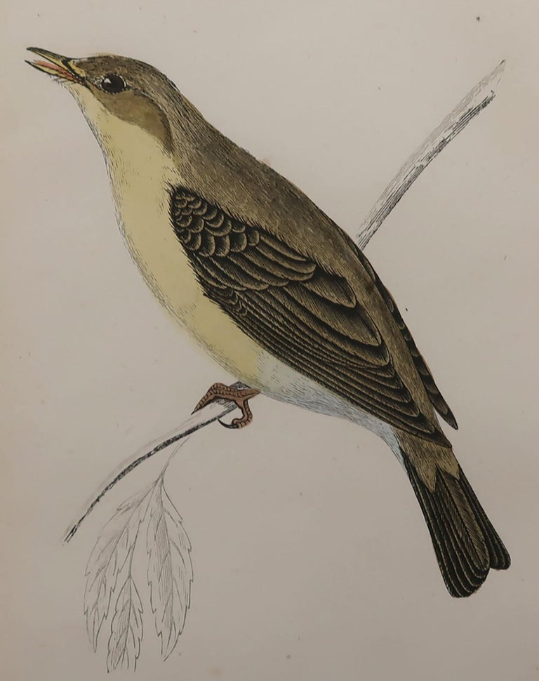 Original Antique Bird Print, the Melodious Willow Warbler, circa 1870 ...