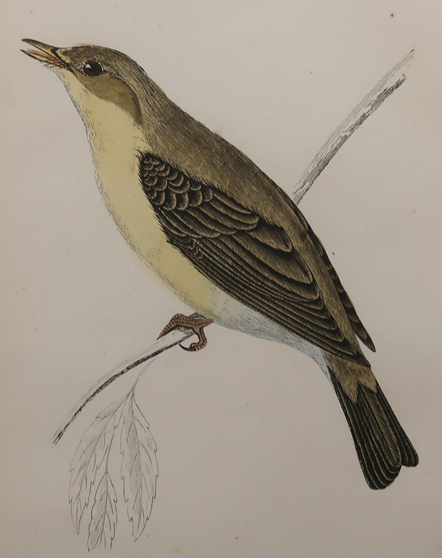 Original Antique Bird Print, the Melodious Willow Warbler, circa 1870 ...