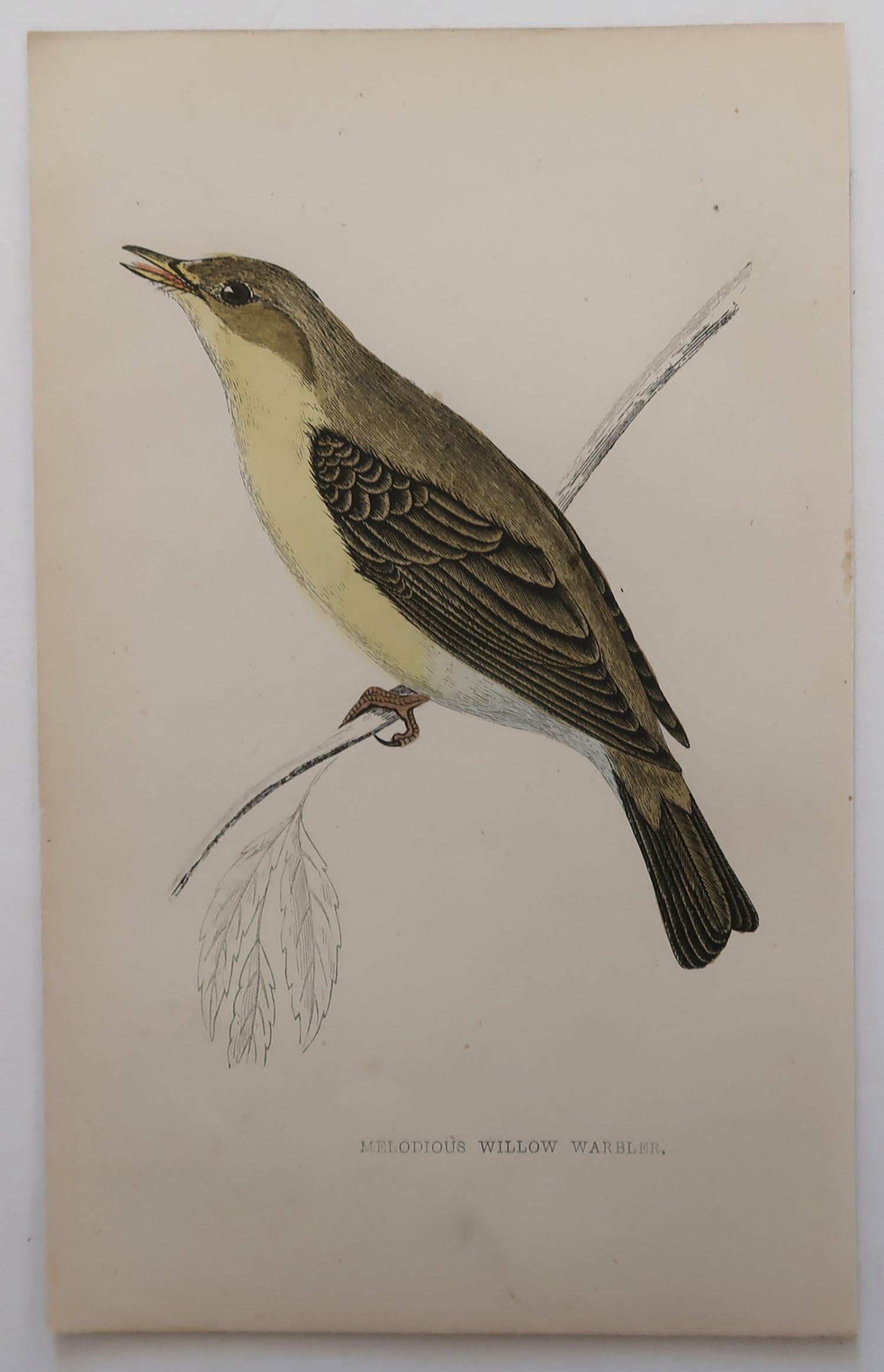 Original Antique Bird Print, the Melodious Willow Warbler, circa 1870 ...