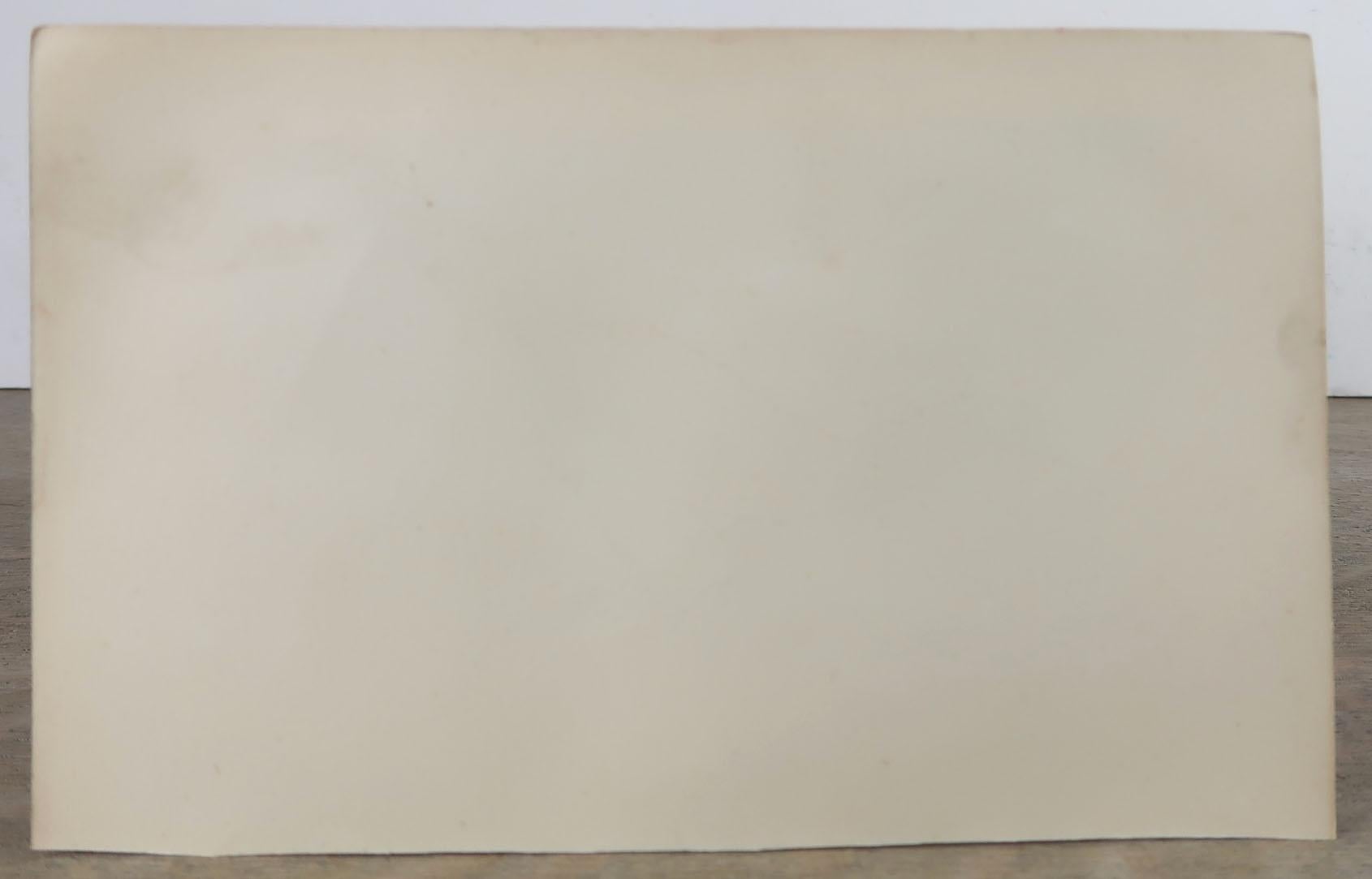 Original Antique Bird Print, the Melodious Willow Warbler, circa 1870 ...