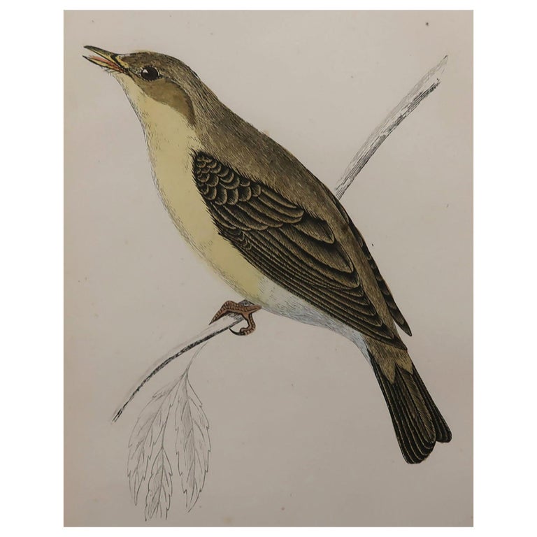 Original Antique Bird Print, the Melodious Willow Warbler, circa 1870 ...