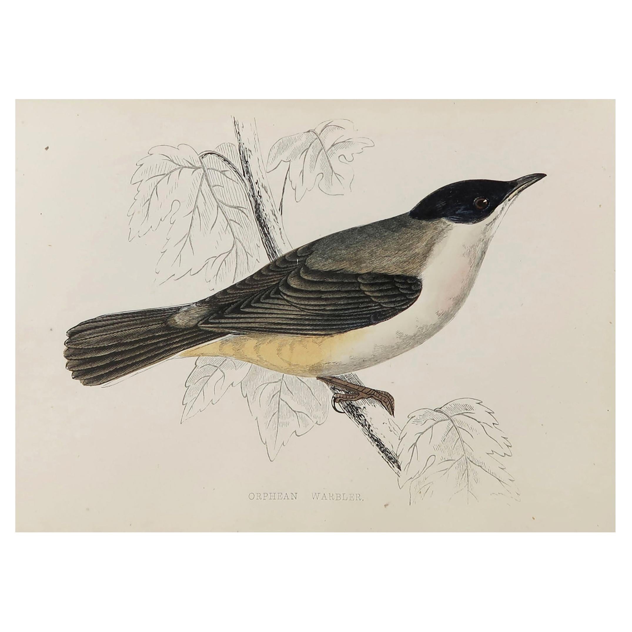 Original Antique Bird Print, the Melodious Willow Warbler, circa 1870 ...